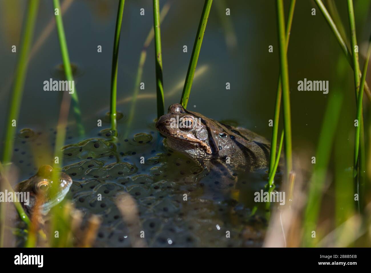 Earth toads in spring mood Stock Photo - Alamy