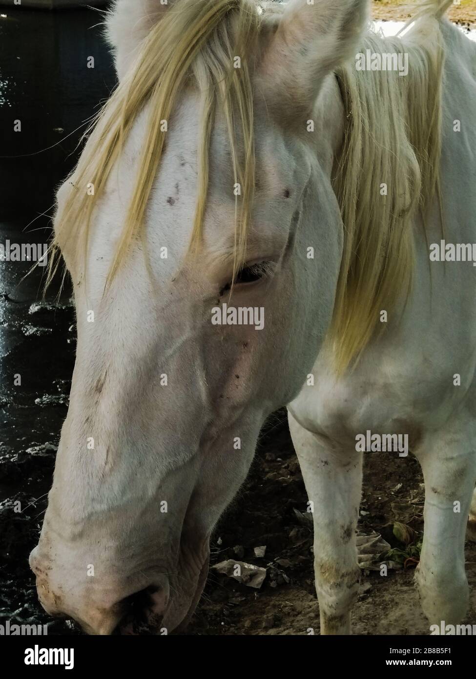 A picture of white horse Stock Photo - Alamy