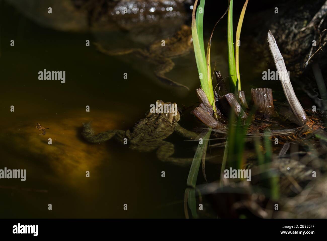 Earth toads in spring mood Stock Photo - Alamy