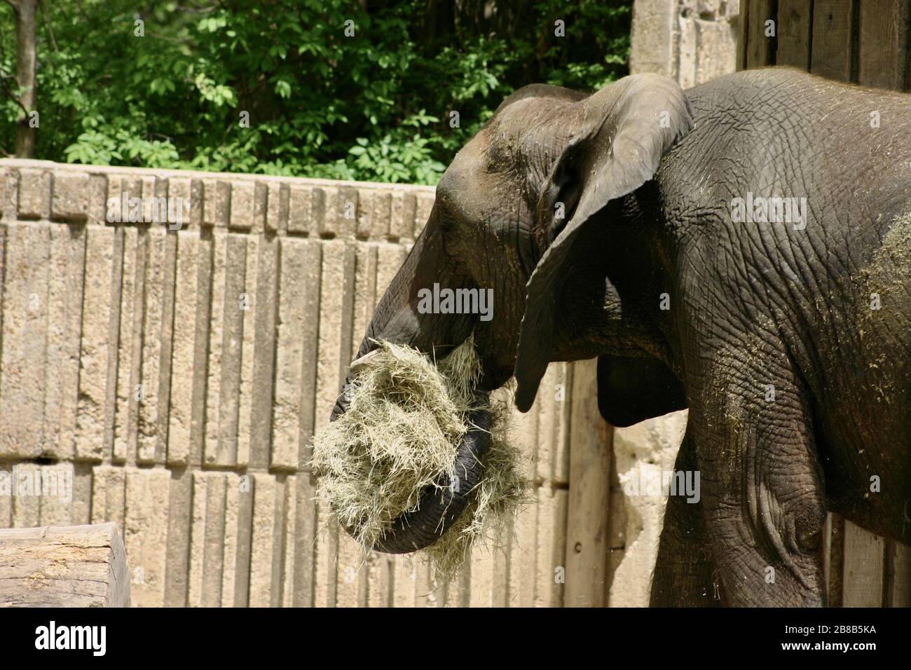 Elephant eating hay at zoo behind a wooden fence Stock Photo - Alamy