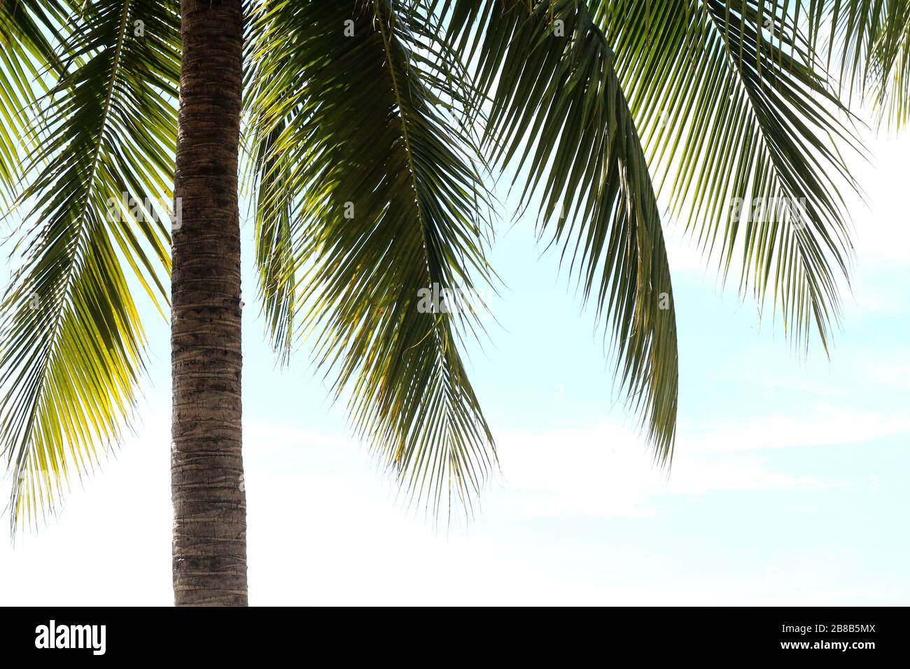 coconut tree on sky background Stock Photo - Alamy
