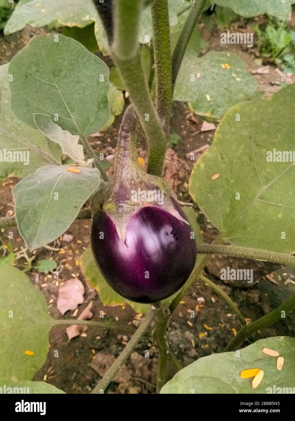 A picture of Bringle Stock Photo - Alamy