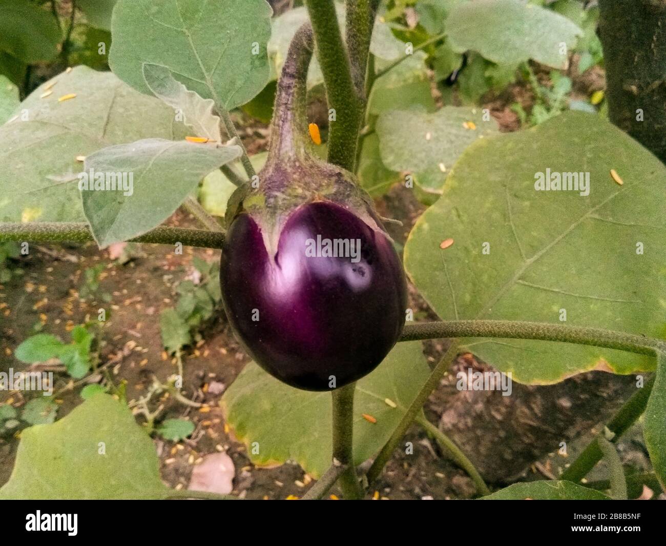 Rural india fruit and vegetable market hi-res stock photography and ...