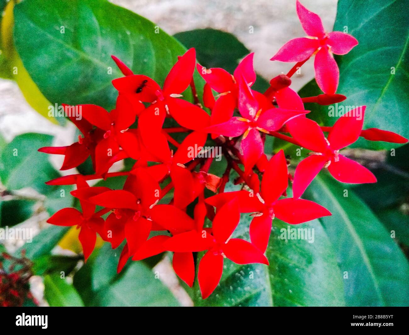 A picture of flowers Stock Photo - Alamy