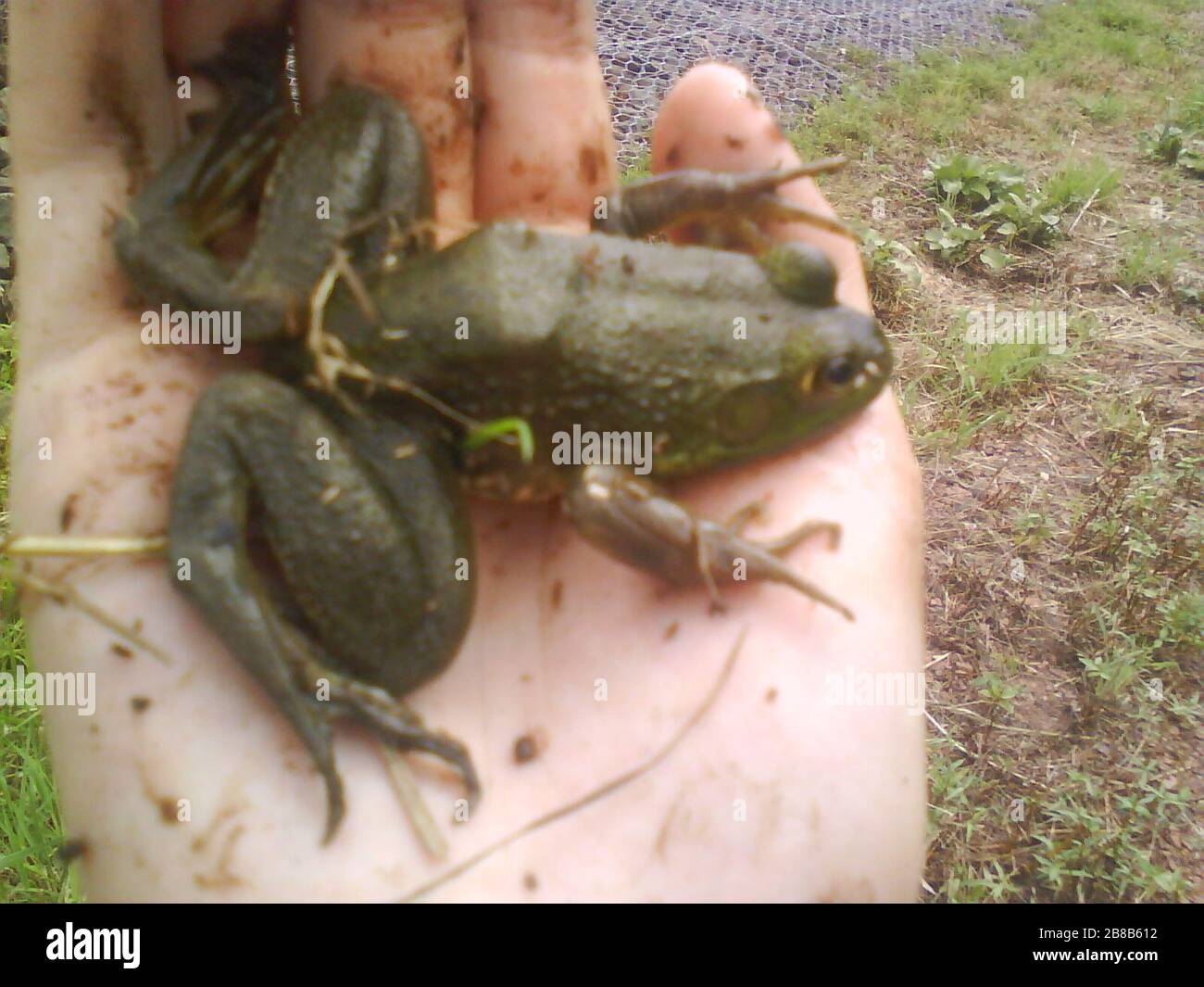 Common Bullfrog High Resolution Stock Photography and Images - Alamy