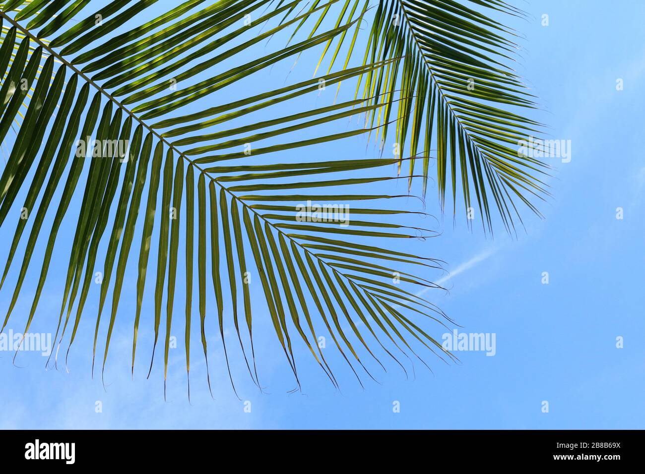 coconut palm leaf close up, coconut leaf background, palm leaf on sky ...