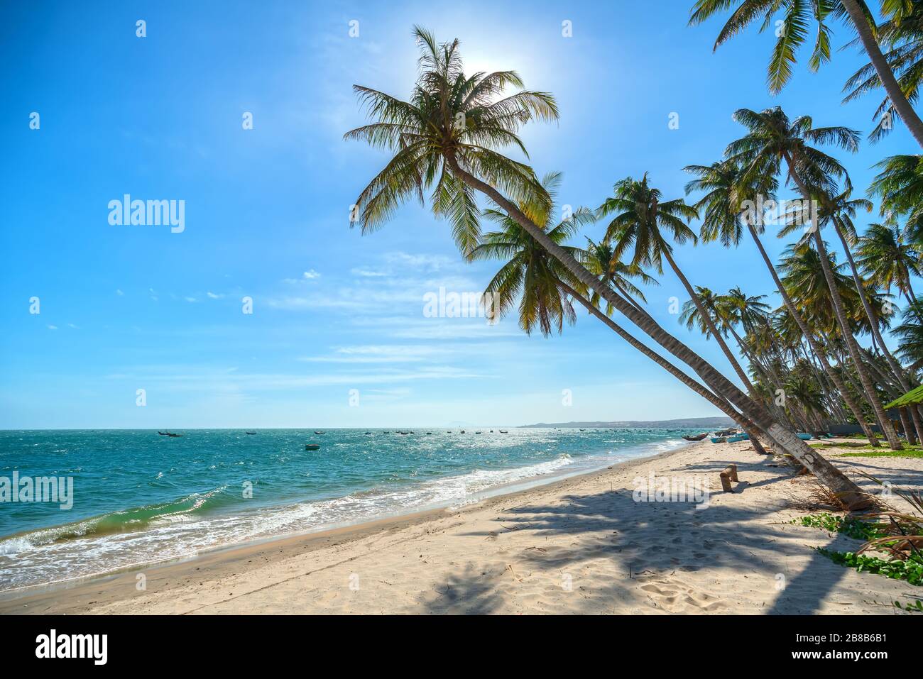 Inclined coconut trees hi-res stock photography and images - Alamy