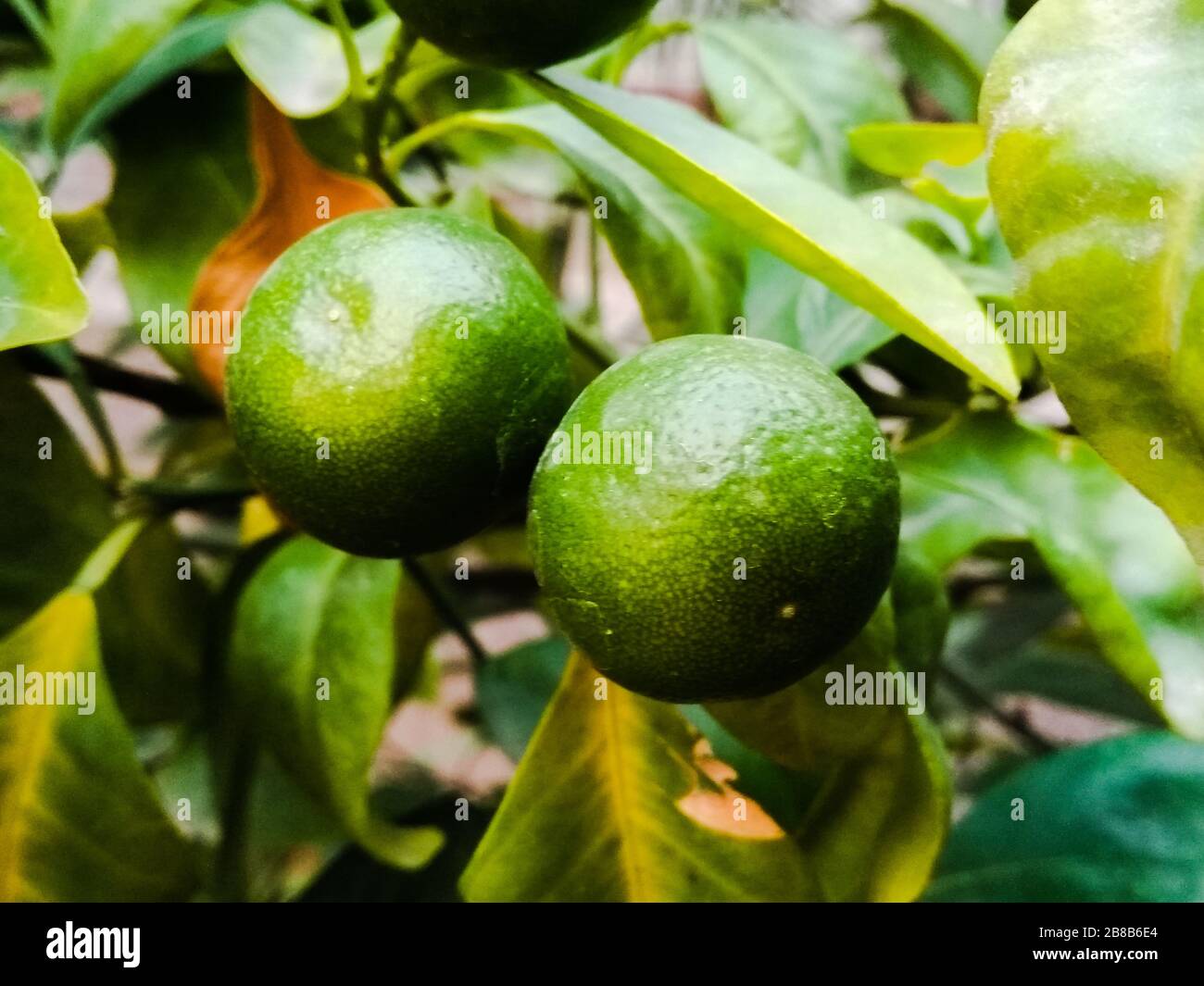 Abstract green orange gradient frame hi-res stock photography and ...