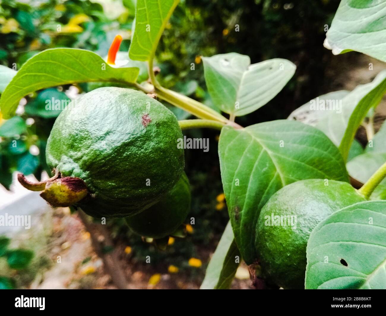 A picture of Guava Stock Photo - Alamy