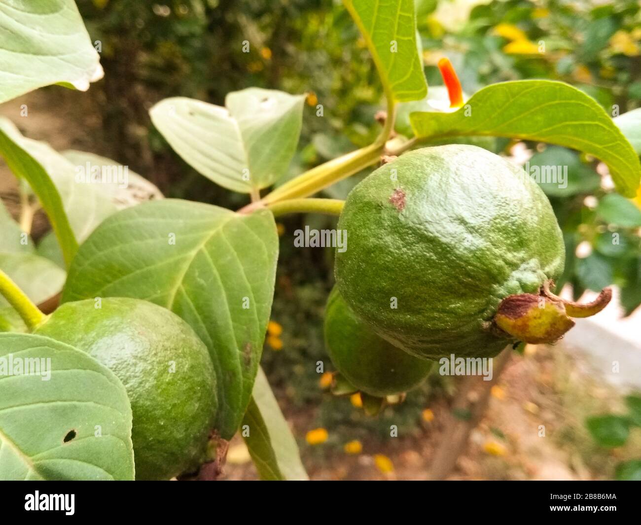 A picture of Guava Stock Photo - Alamy