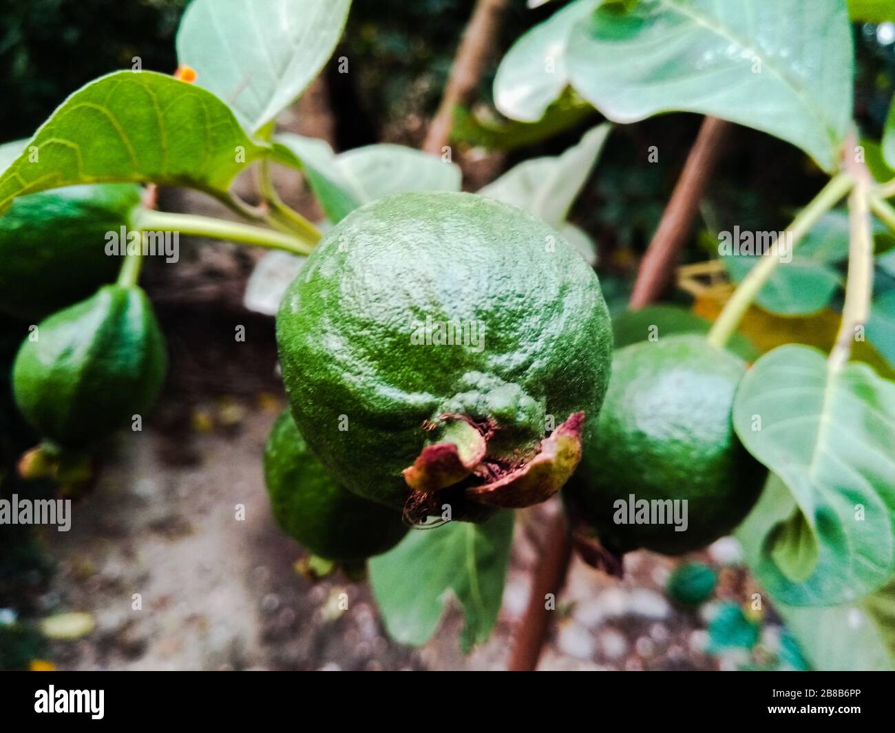 A picture of Guava Stock Photo - Alamy