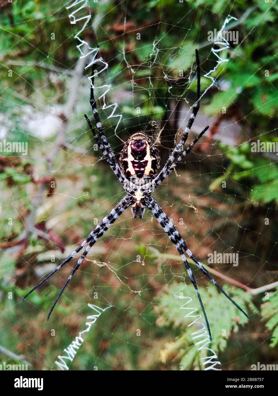 A picture of spider Stock Photo - Alamy