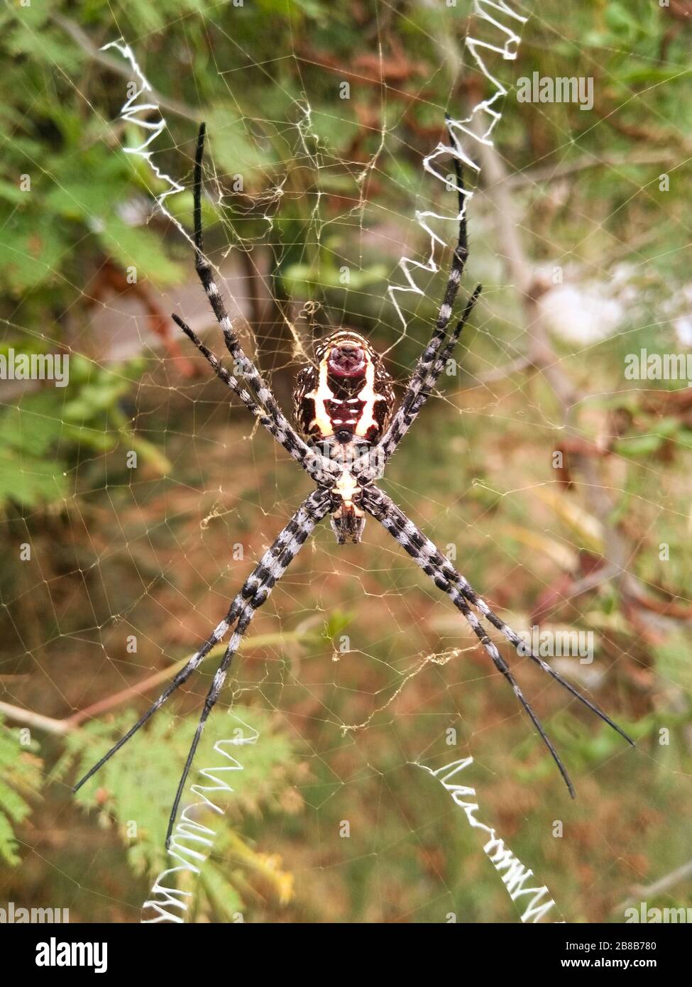 A picture of spider Stock Photo - Alamy