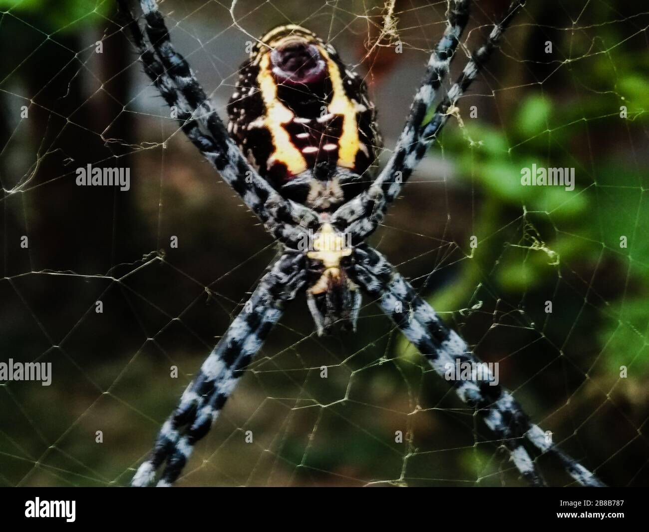 A picture of spider Stock Photo - Alamy