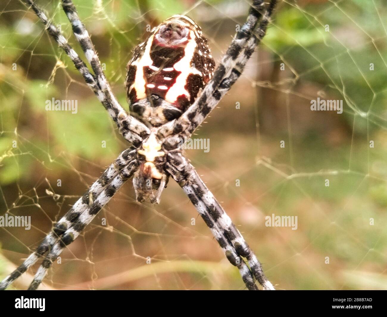A picture of spider Stock Photo - Alamy