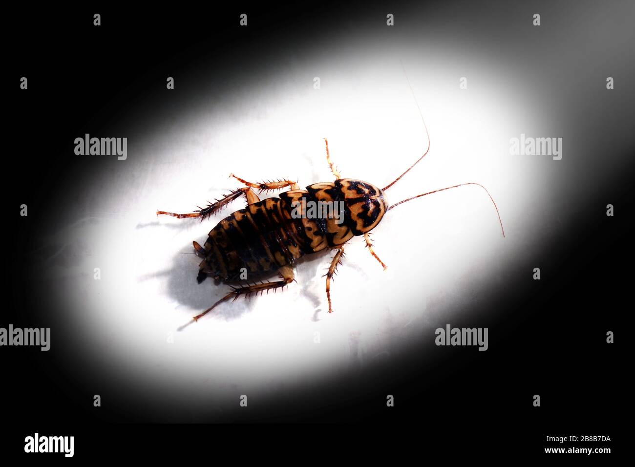 Cockroach, Cockroaches, Roach in the light on dark black shadow ...