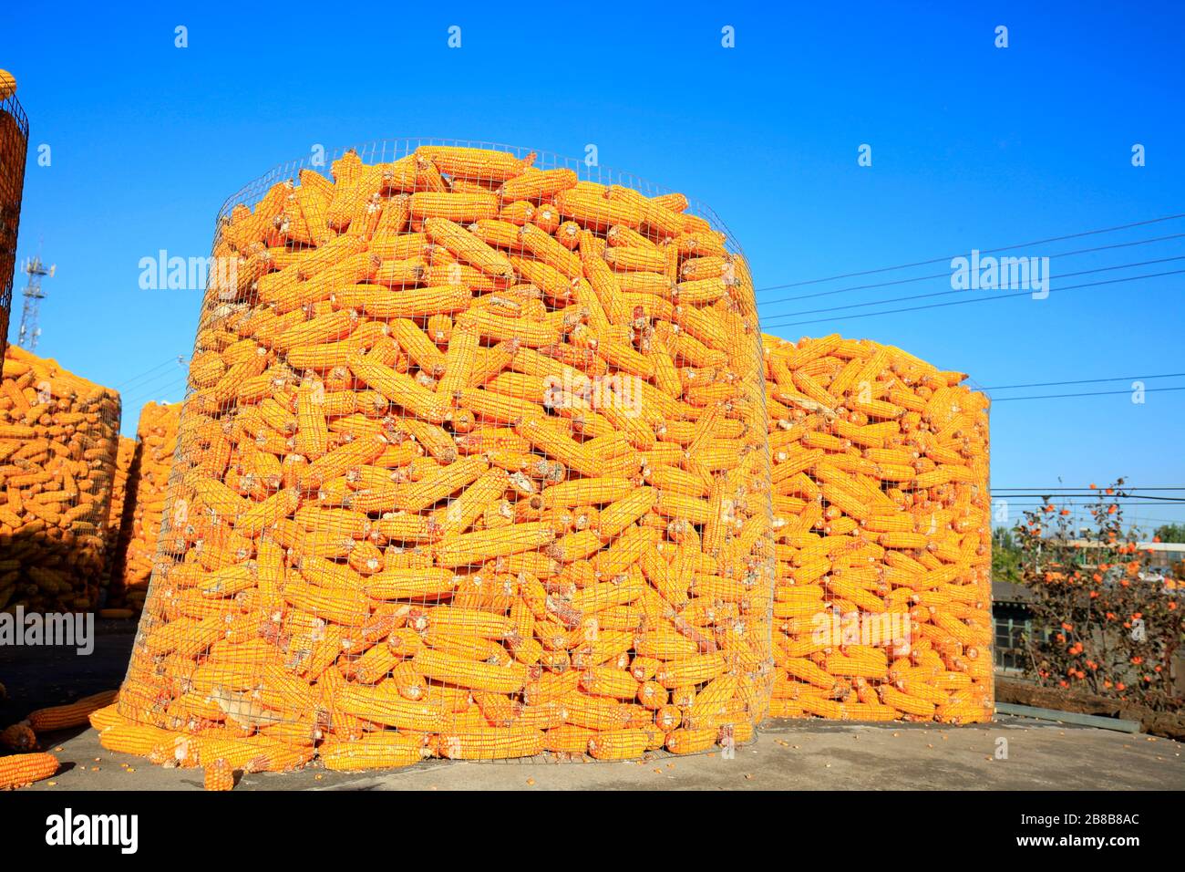 The corn crop, stacked together Stock Photo - Alamy