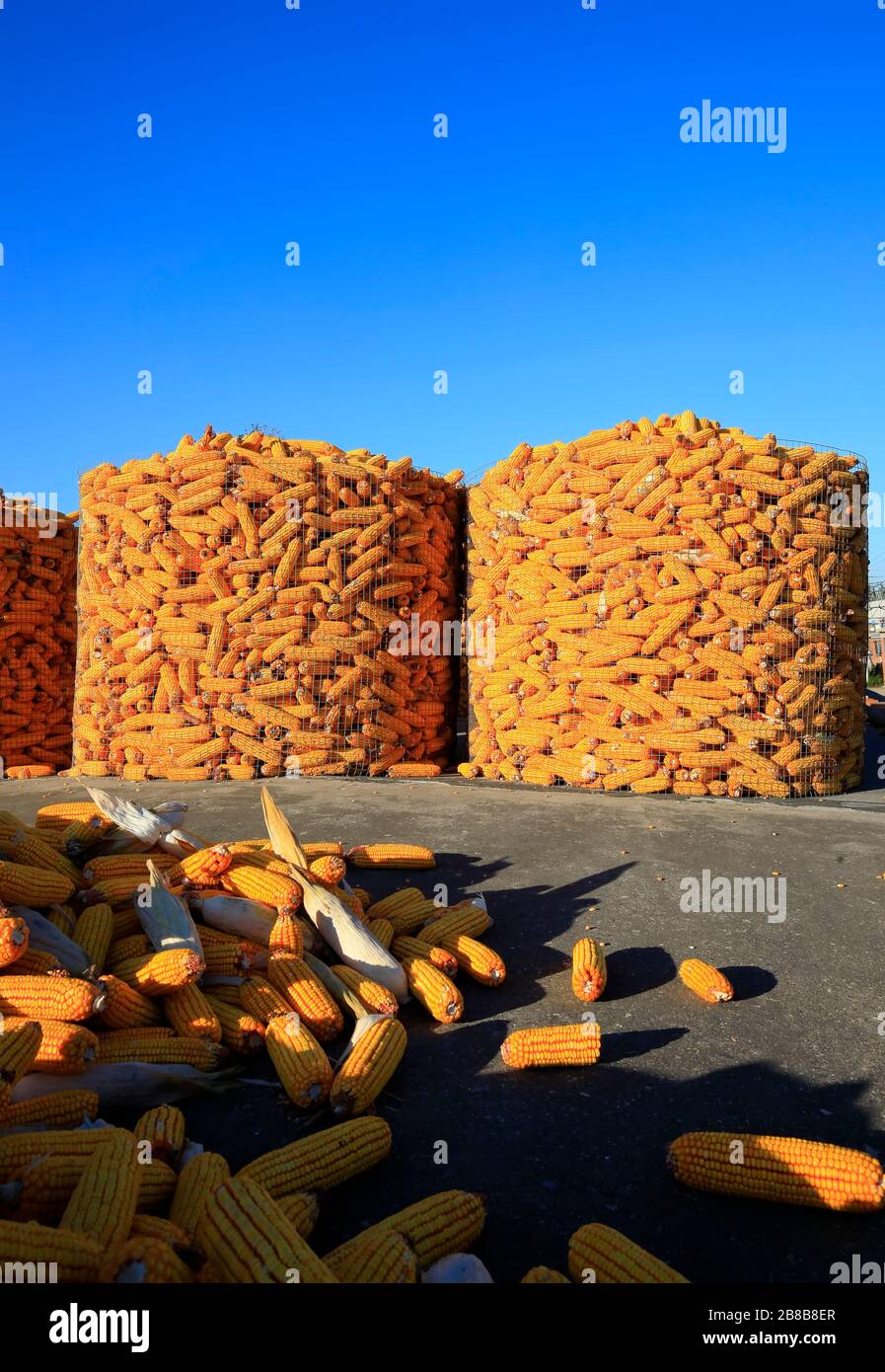 The corn crop, stacked together Stock Photo - Alamy