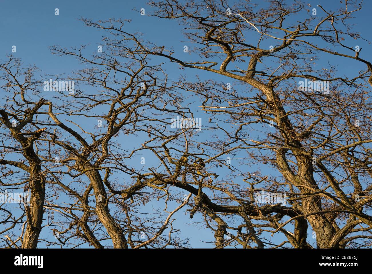 Leafless trees in the field in the spring Stock Photo - Alamy