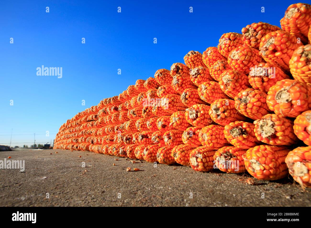 The corn crop, stacked together Stock Photo - Alamy