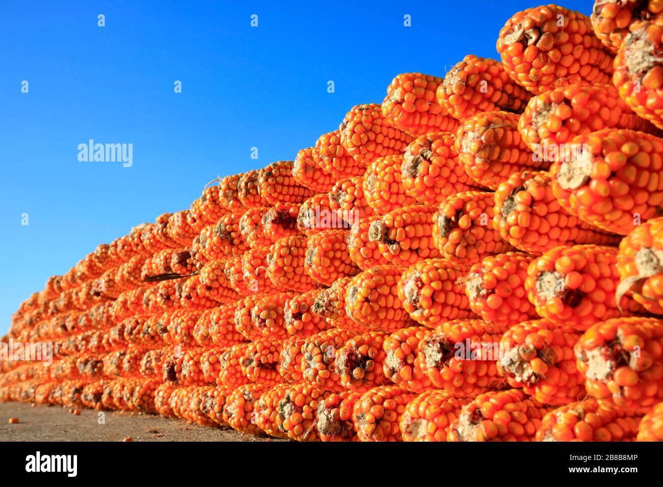 The corn crop, stacked together Stock Photo - Alamy