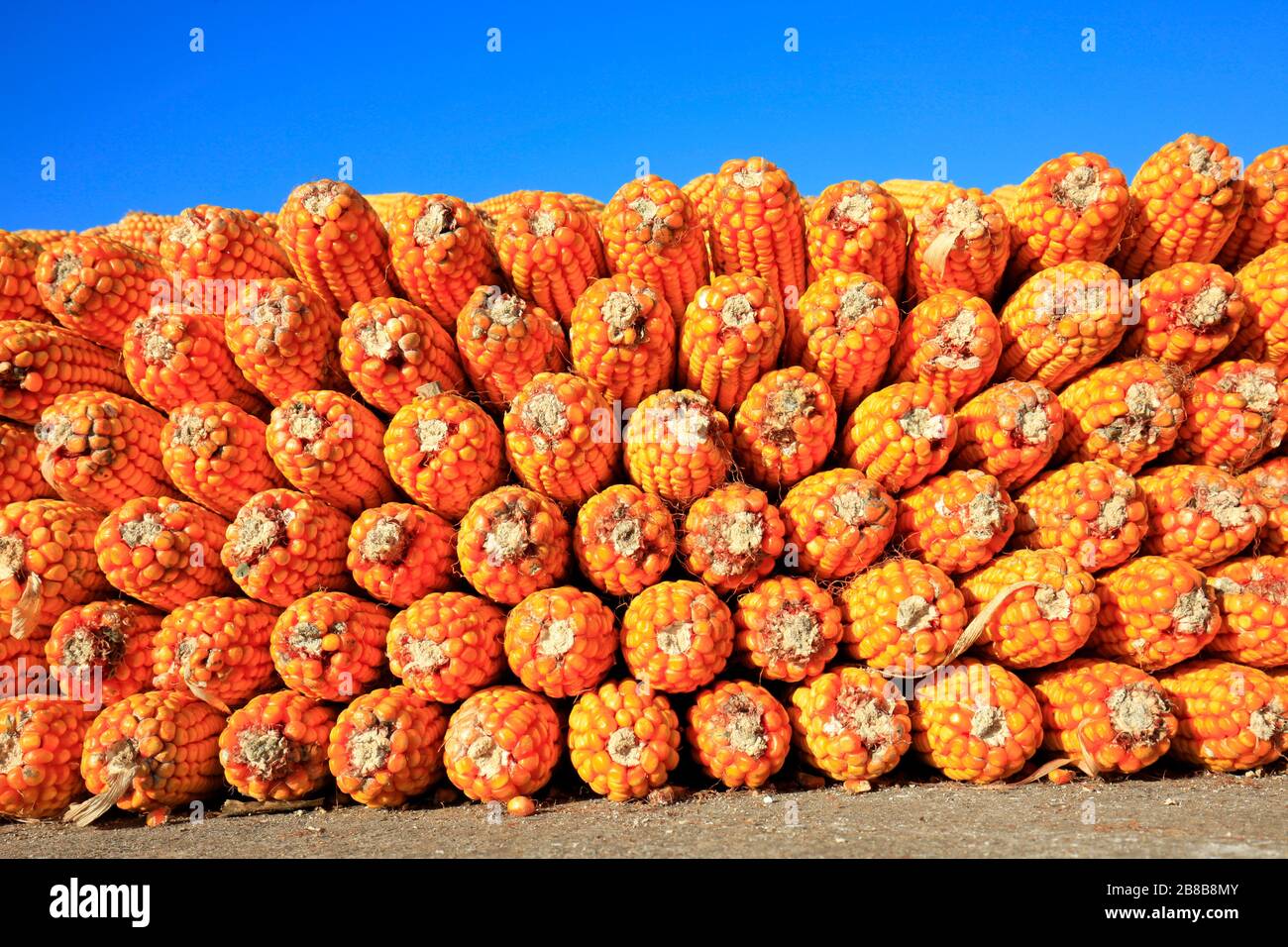 The corn crop, stacked together Stock Photo - Alamy