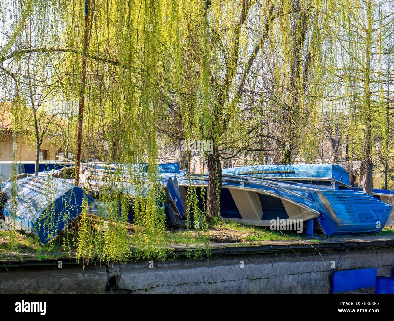 Pile of old blue fishing boats under a willow tree. Worn out boats on ...