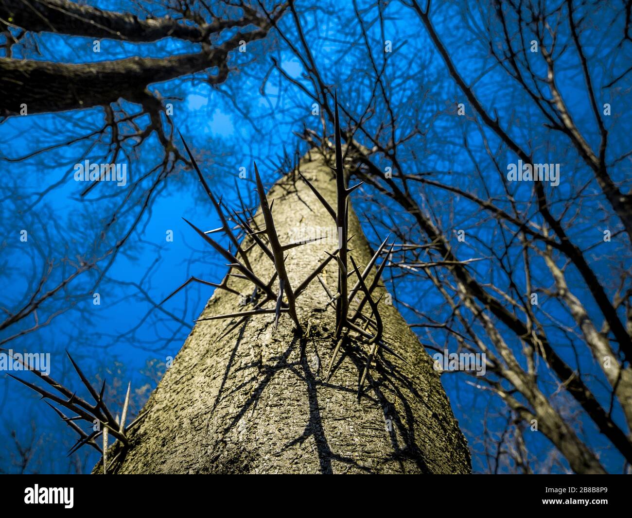 Thorns on a tree trunk with blue background. Artistic approach of a ...