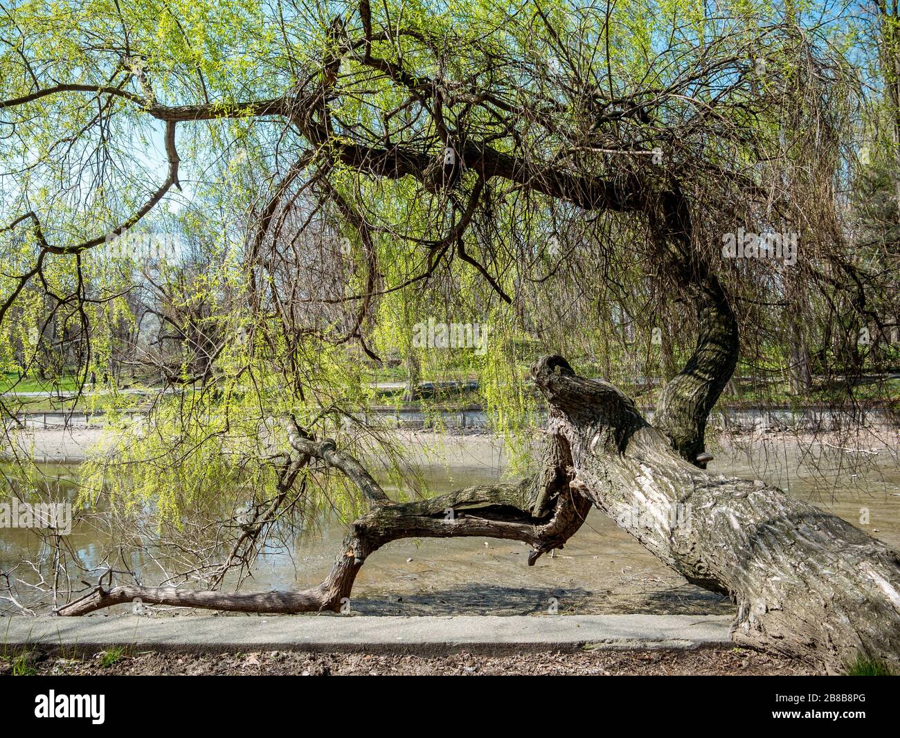 Horizontal Tree Branch