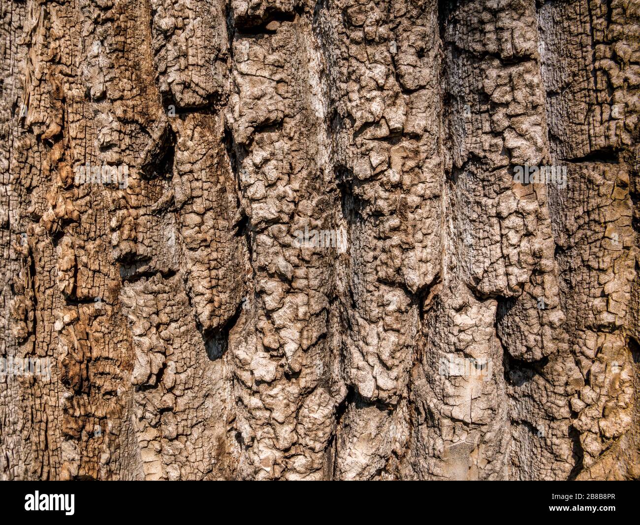 Bark tree texture background. Old tree skin Stock Photo - Alamy