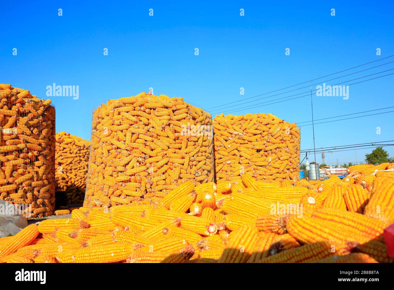 The corn crop, stacked together Stock Photo - Alamy