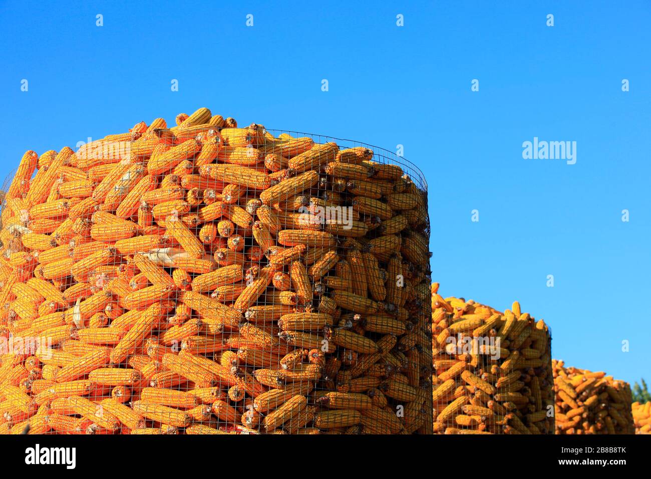 The corn crop, stacked together Stock Photo - Alamy