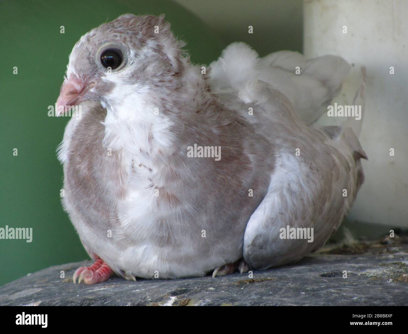 Closeup shot of a Majorkin Pigeon perched on a concrete surface Stock ...
