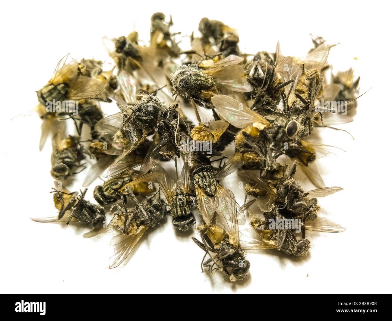 Cute bee natural insect Cut Out Stock Images & Pictures - Alamy