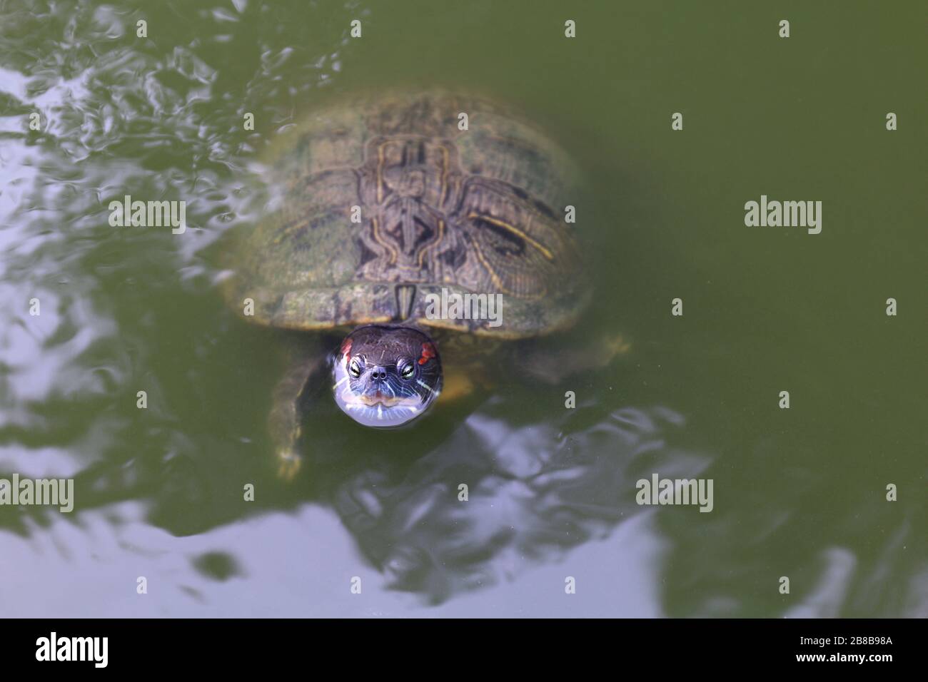 Turtle, Turtles floating swam on the surface water, Freshwater turtle ...