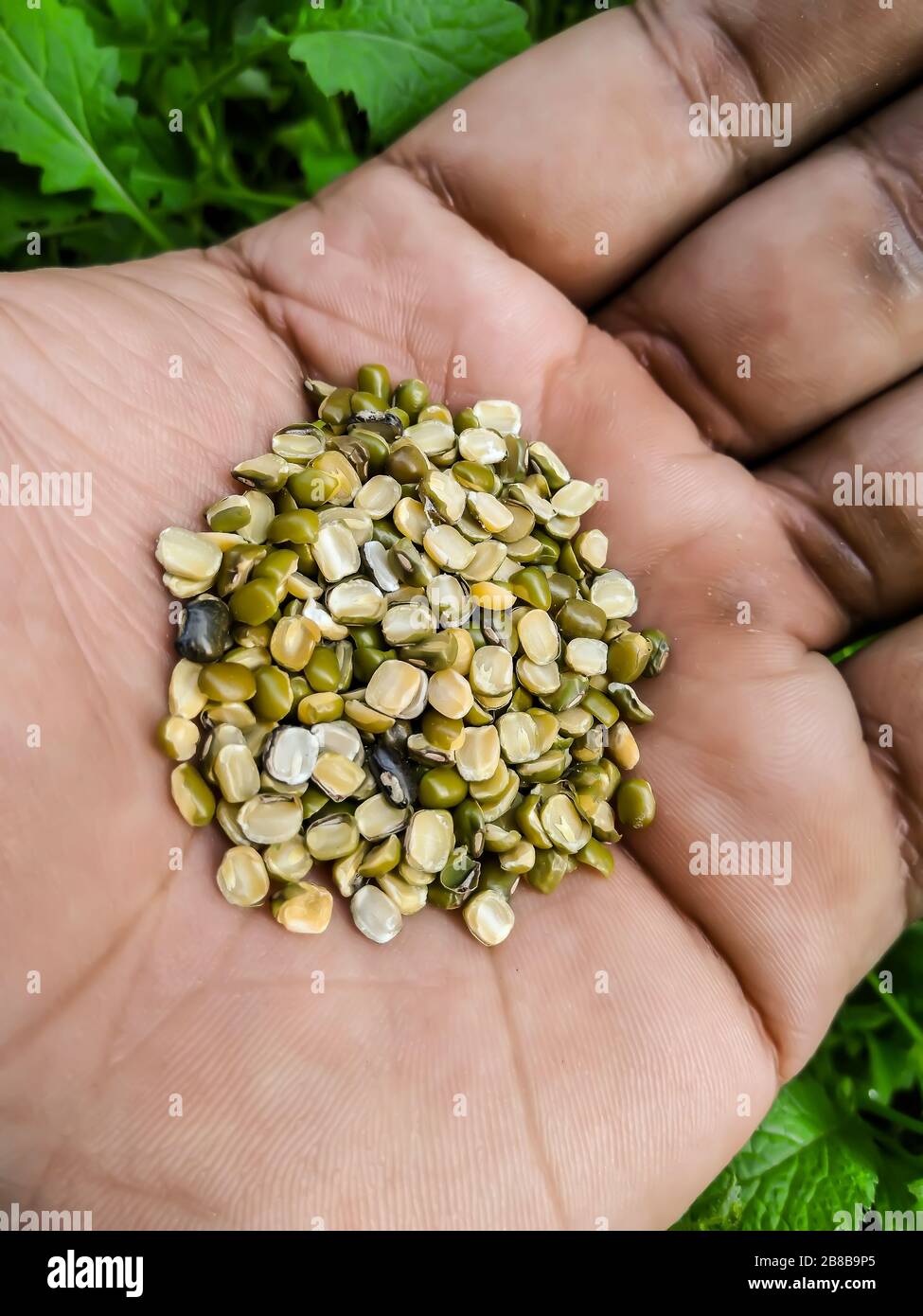 A picture of lentil Stock Photo - Alamy