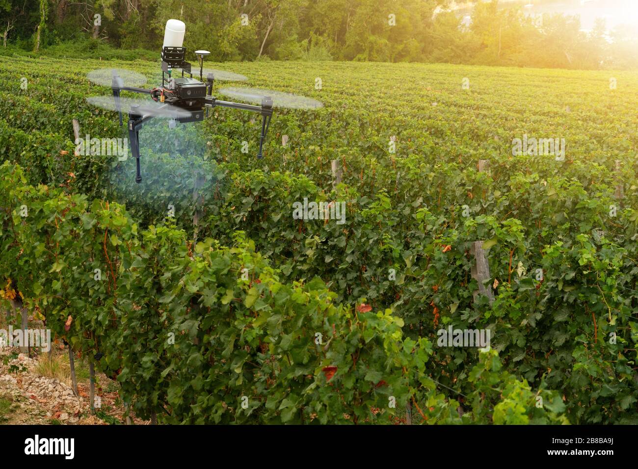 Drone sprayer flies over a vineyard. Smart farming and precision ...