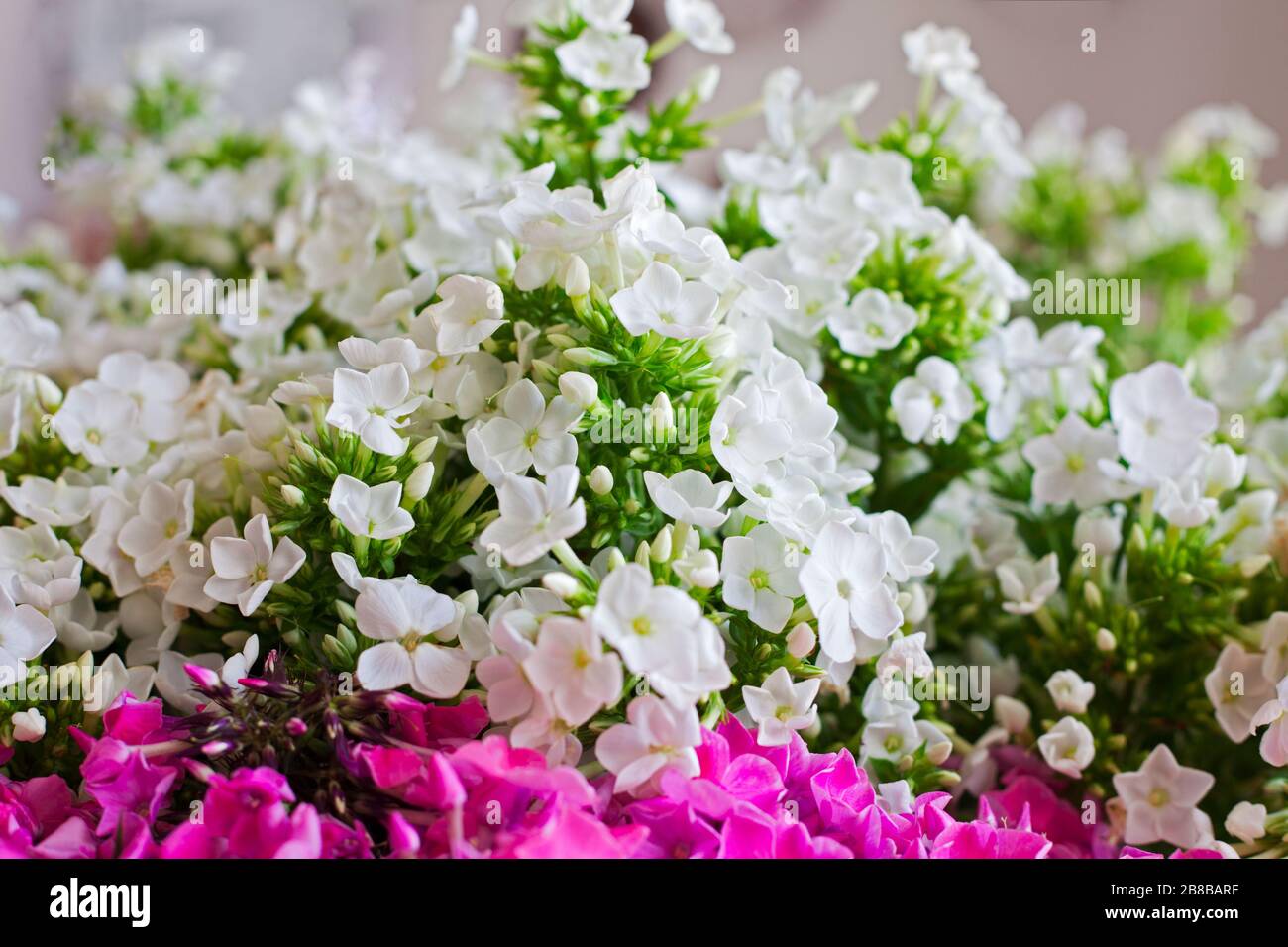 Pink and white Hydrangea flower. Hydrangea - common names Hydrangea and ...