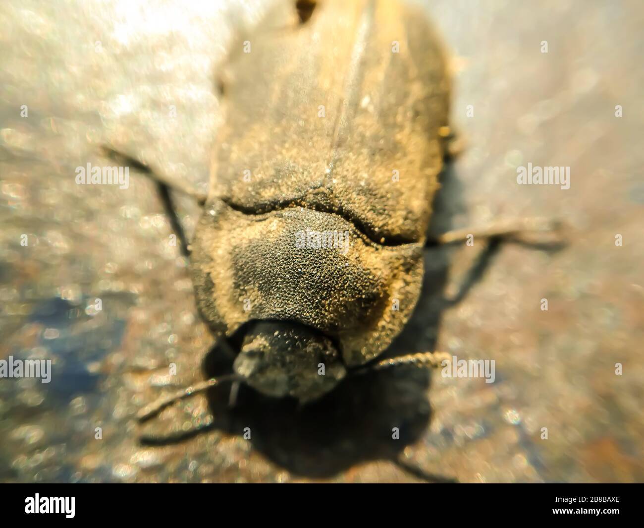 A picture of beetle Stock Photo - Alamy