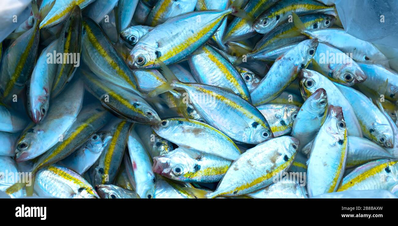 Mackerel catching hi-res stock photography and images - Alamy