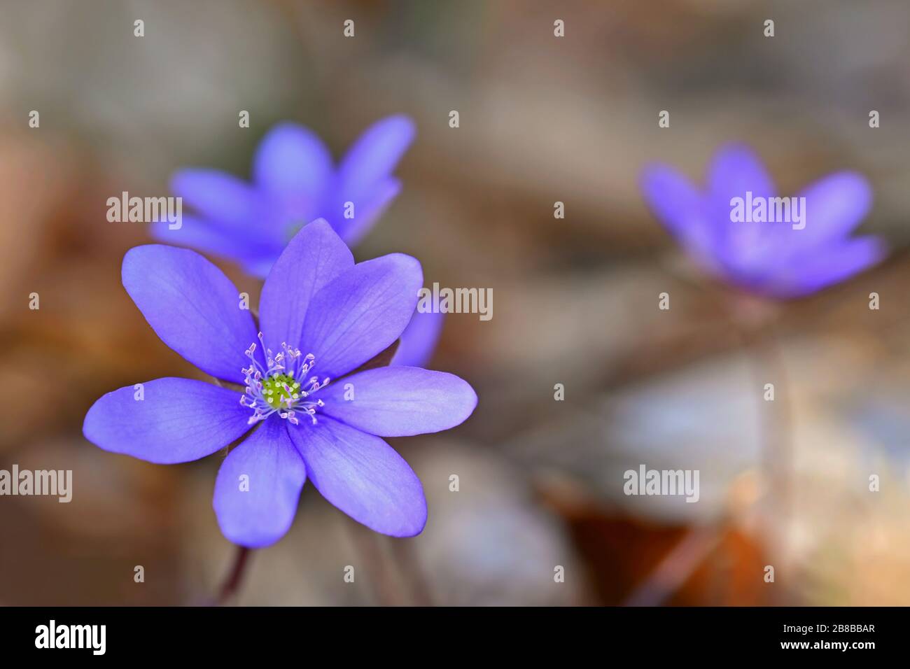 Spring flower. Beautiful purple plant in the forest. Colorful natural ...