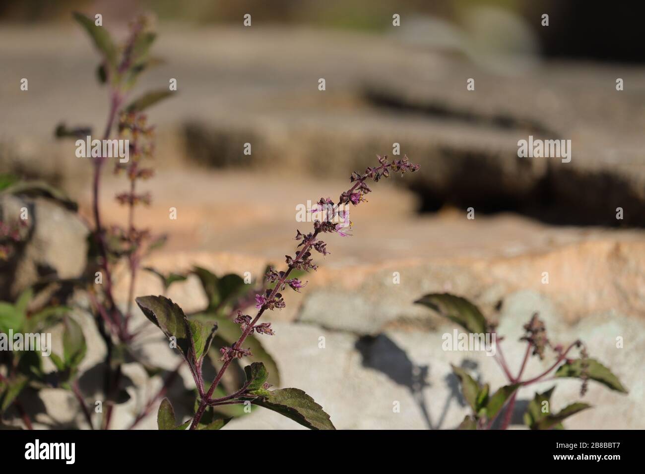 Wild Holy Basil Tulsi in flower with defocused flower background Stock ...