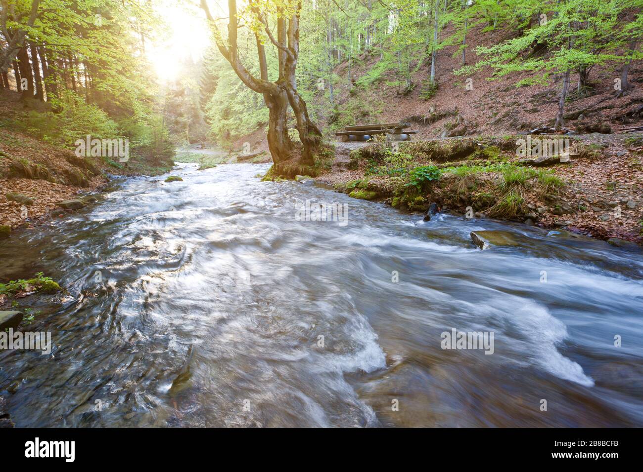 Forest narrow river, with an active stream. With trees on each side ...