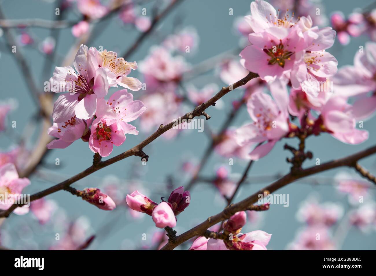 bright pink and white flowers on trees, blooming, spring landscape ...