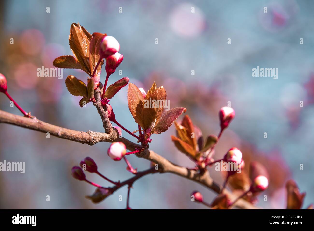 bright pink and white flowers on trees, blooming, spring landscape ...