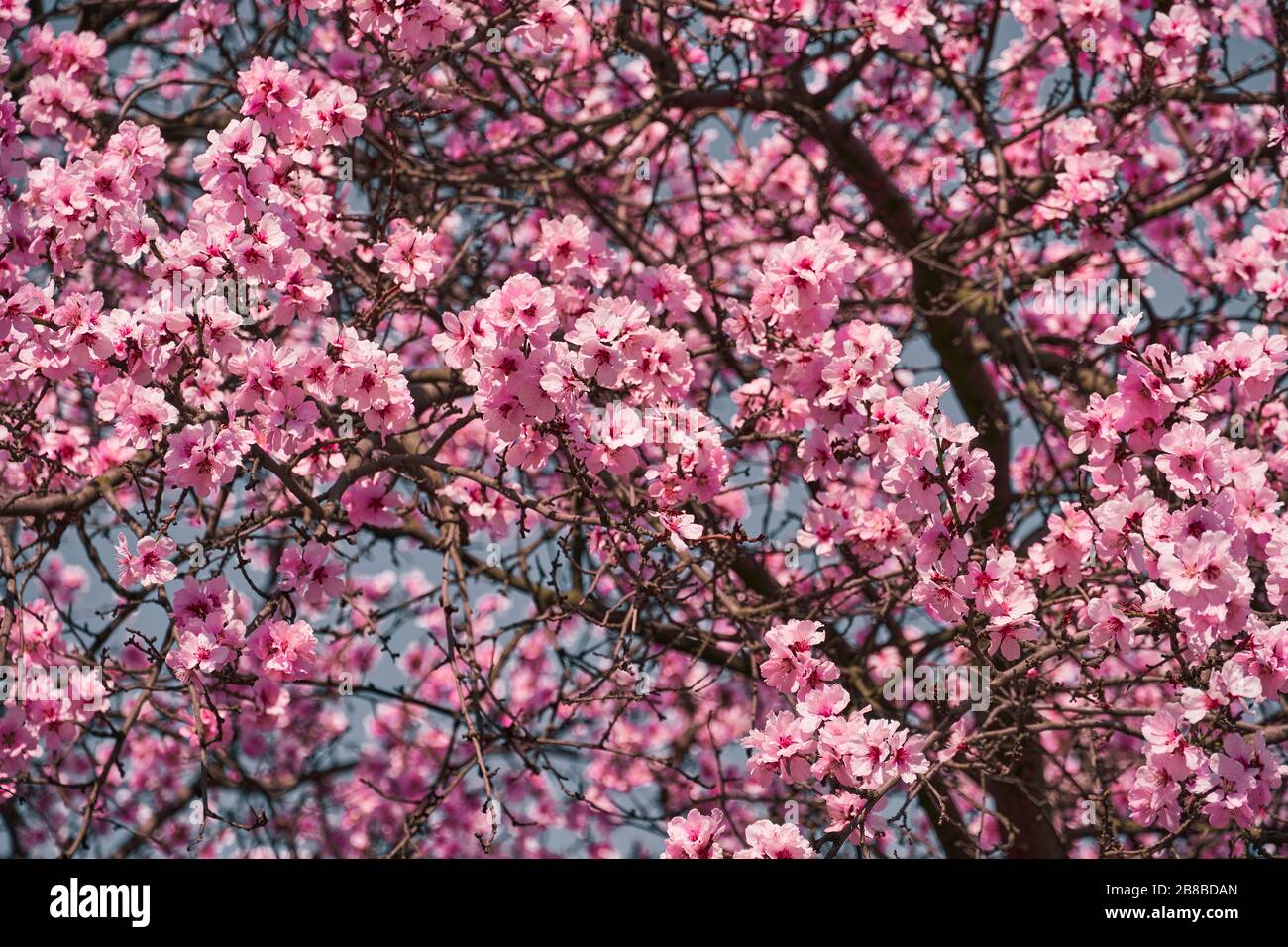 bright pink and white flowers on trees, blooming, spring landscape ...