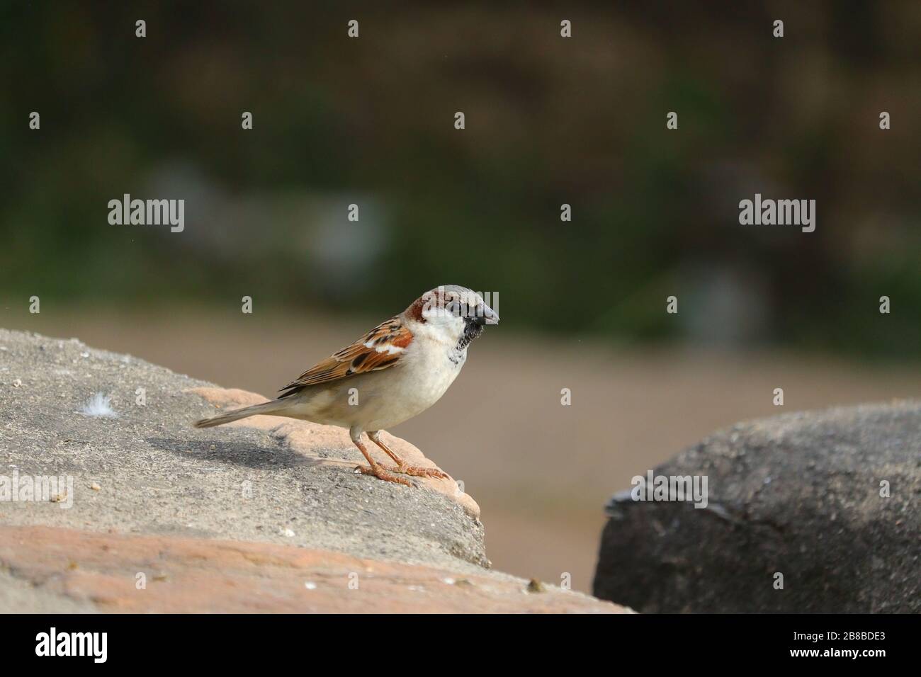 a male colorful sparrow sitting on cement rock with blur background ...