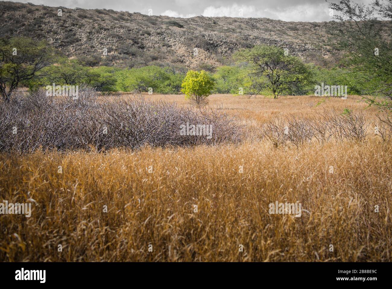 Small tree among forest, Abstract concept Stock Photo - Alamy