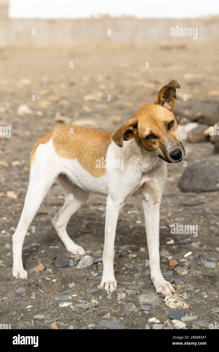 Tiny dog beach hi-res stock photography and images - Alamy