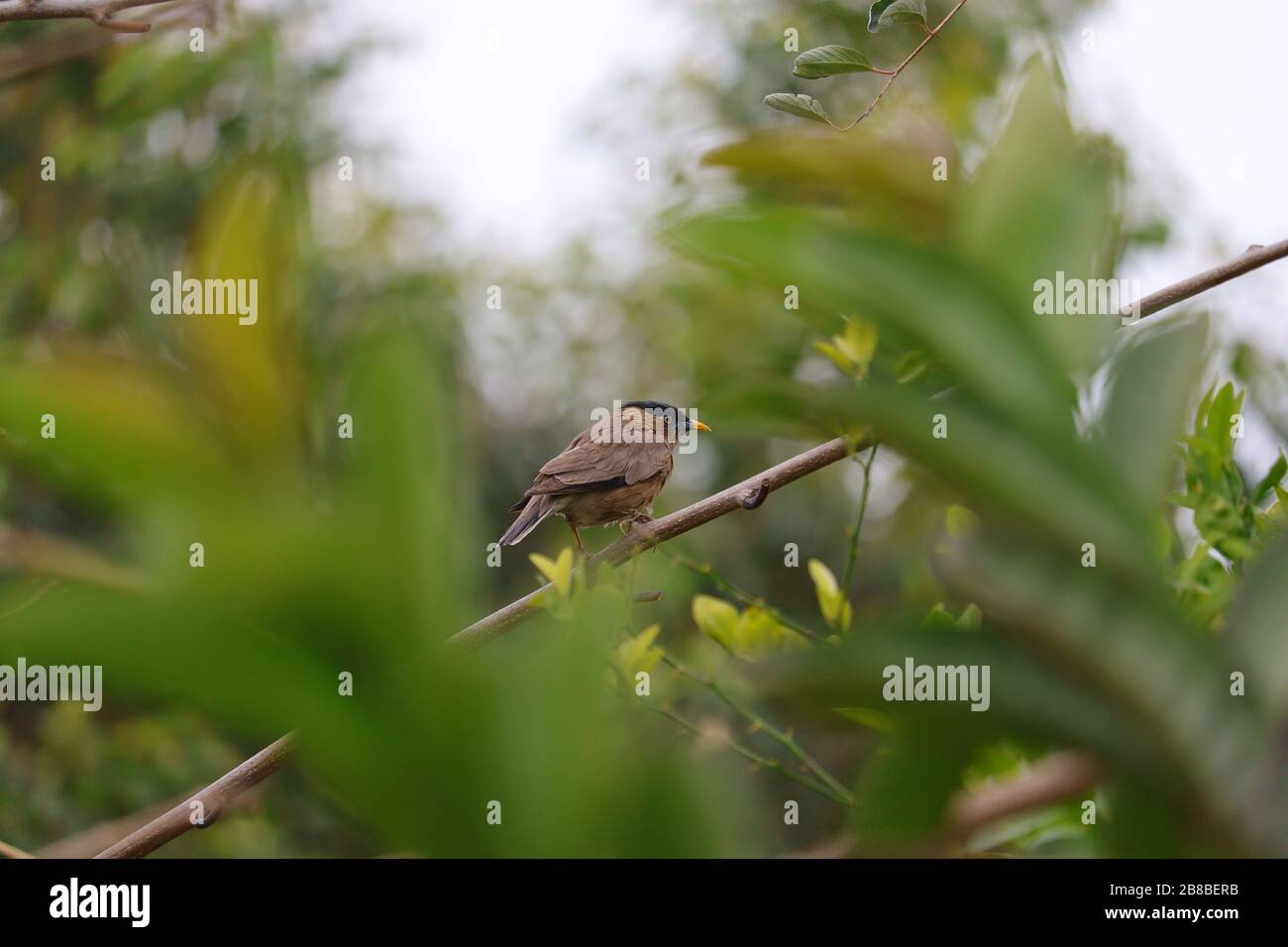 a little hair bird sitting in garden in day with Green blur gradient ...